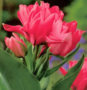 GREIGI TULBID - Aiamaailm OÜ