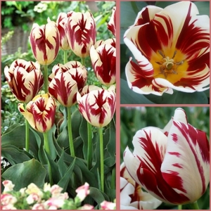 TRIUMFTULBID - Aiamaailm OÜ