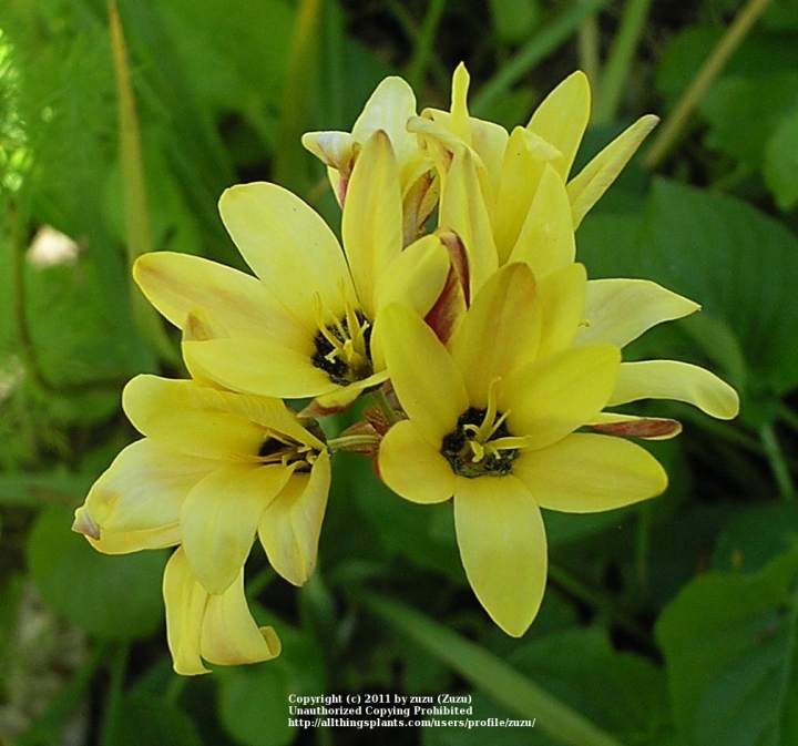 VIKERÕIS Yellow Emperor - Aiamaailm OÜ