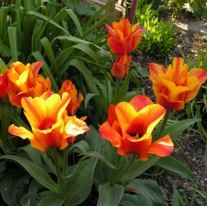 GREIGI TULBID - Aiamaailm OÜ