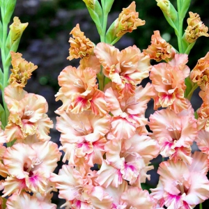 GLADIOOLID - Aiamaailm OÜ