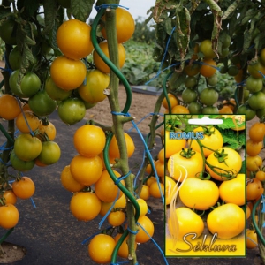 Indeterminantsed (kõrged) - Aiamaailm OÜ