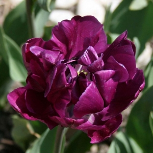 Tulp Negrita Double - Aiamaailm OÜ