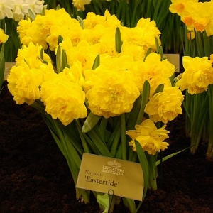 NARTSISS Eastertide - Aiamaailm OÜ