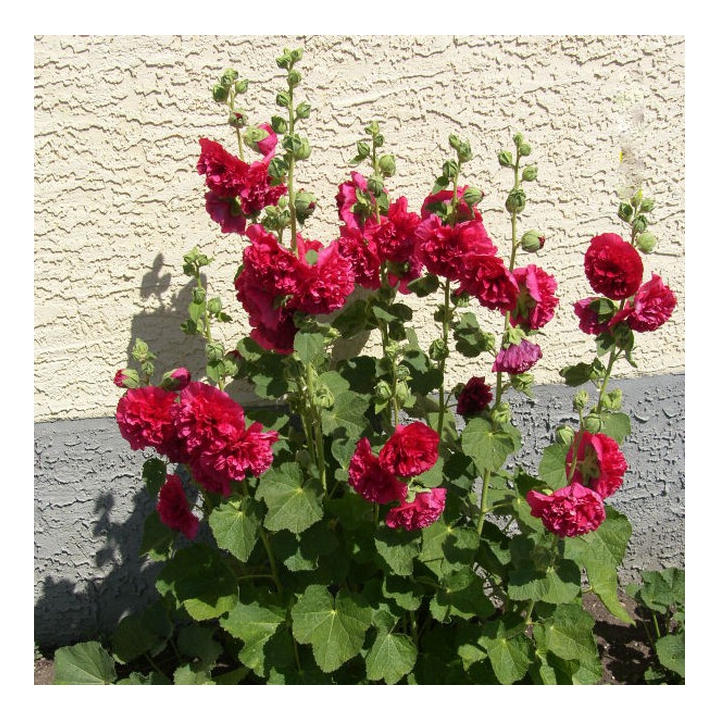 HARILIK TOKKROOS Dark Red - Aiamaailm OÜ