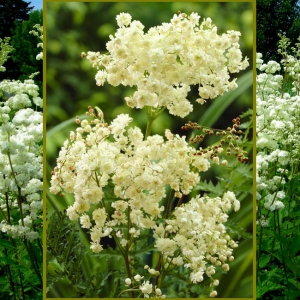 MUUD PÜSILILLED - Aiamaailm OÜ