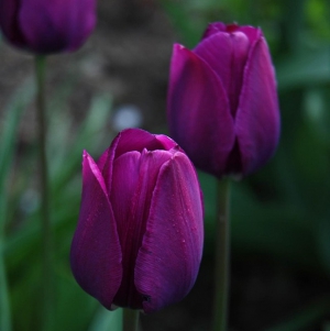 TRIUMFTULBID - Aiamaailm OÜ