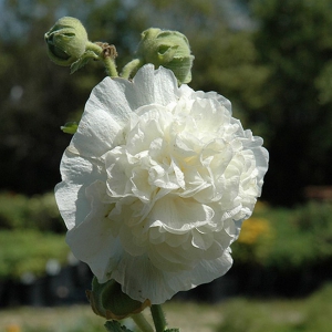 AED_TOKKROOS Double White - Aiamaailm OÜ