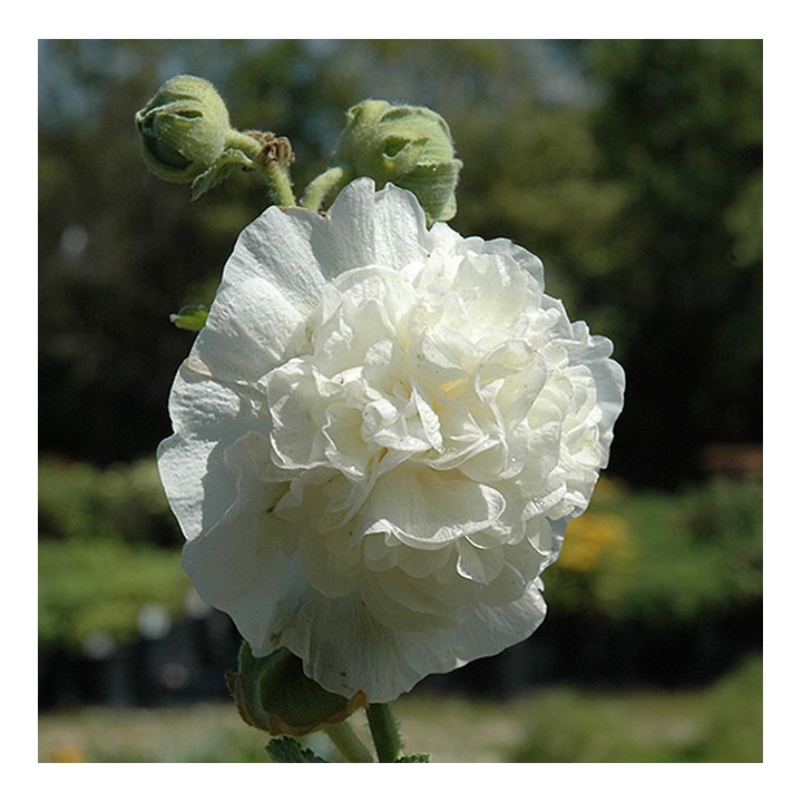 AED_TOKKROOS Double White - Aiamaailm OÜ