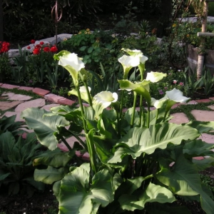 KALLAD - Aiamaailm OÜ