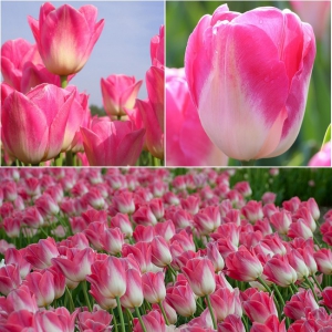 TRIUMFTULBID - Aiamaailm OÜ