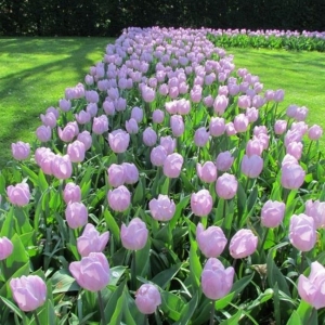 VARASED LIHTÕIELISED - Aiamaailm OÜ