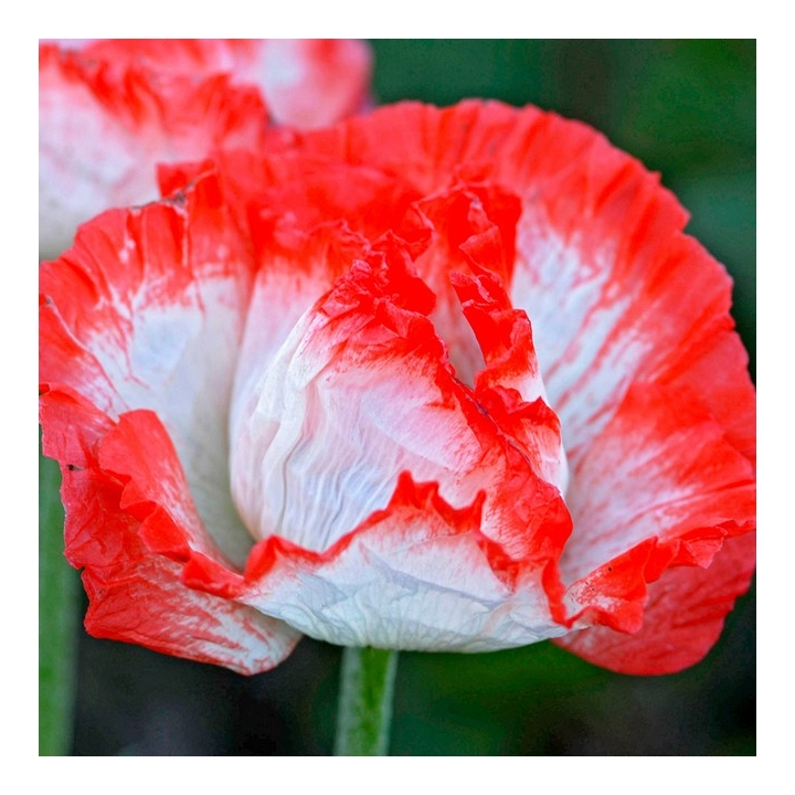 IDAMAGUN Place Pigalle - Aiamaailm OÜ