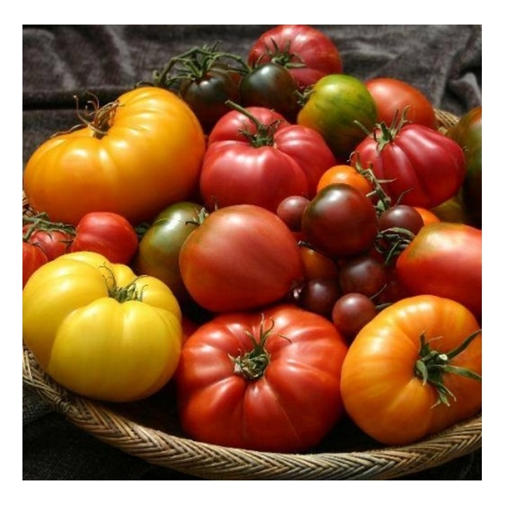 Tomatid - Aiamaailm OÜ