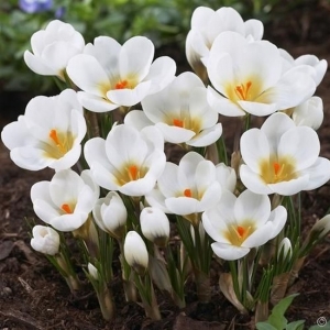 KROOKUSE VÄIKEPAKID - Aiamaailm OÜ