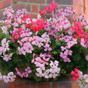 PELARGOONID ja BEGOONIAD - FRATELLI GRUPI OÜ