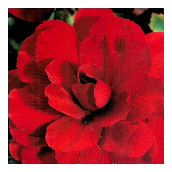 MUGULBEGOONIA punane - Aiamaailm OÜ