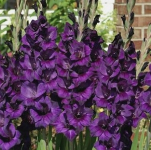 GLADIOOLID - Aiamaailm OÜ